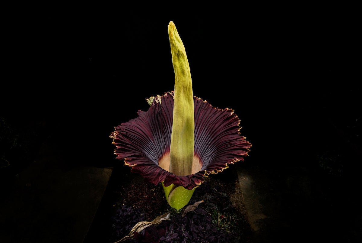 'A Once-In-A-Lifetime Experience.' Corpse Flower Bloom Creates Learning ...