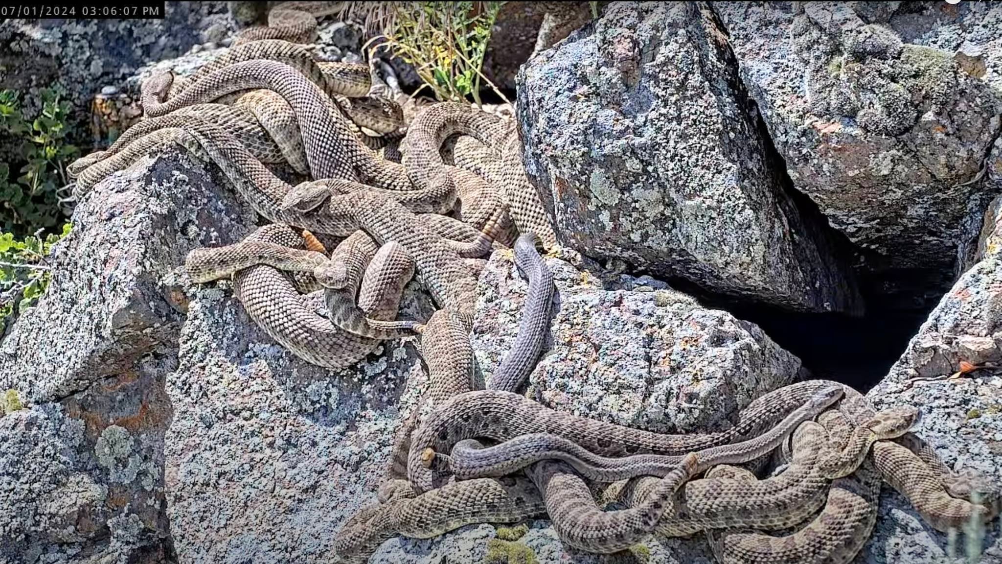 Researchers Launch Wild Rattlesnake Livestream to Demystify Behavior ...